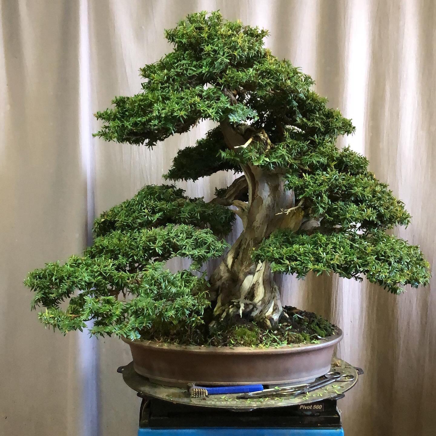 Tassotto work in progress | Kitora no do