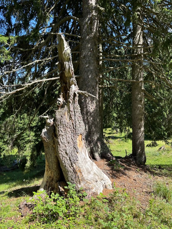 Shizen style | Kitora no do