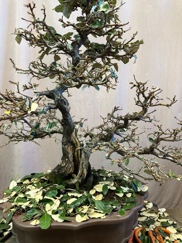 defogliazione invernale | Kitora no do