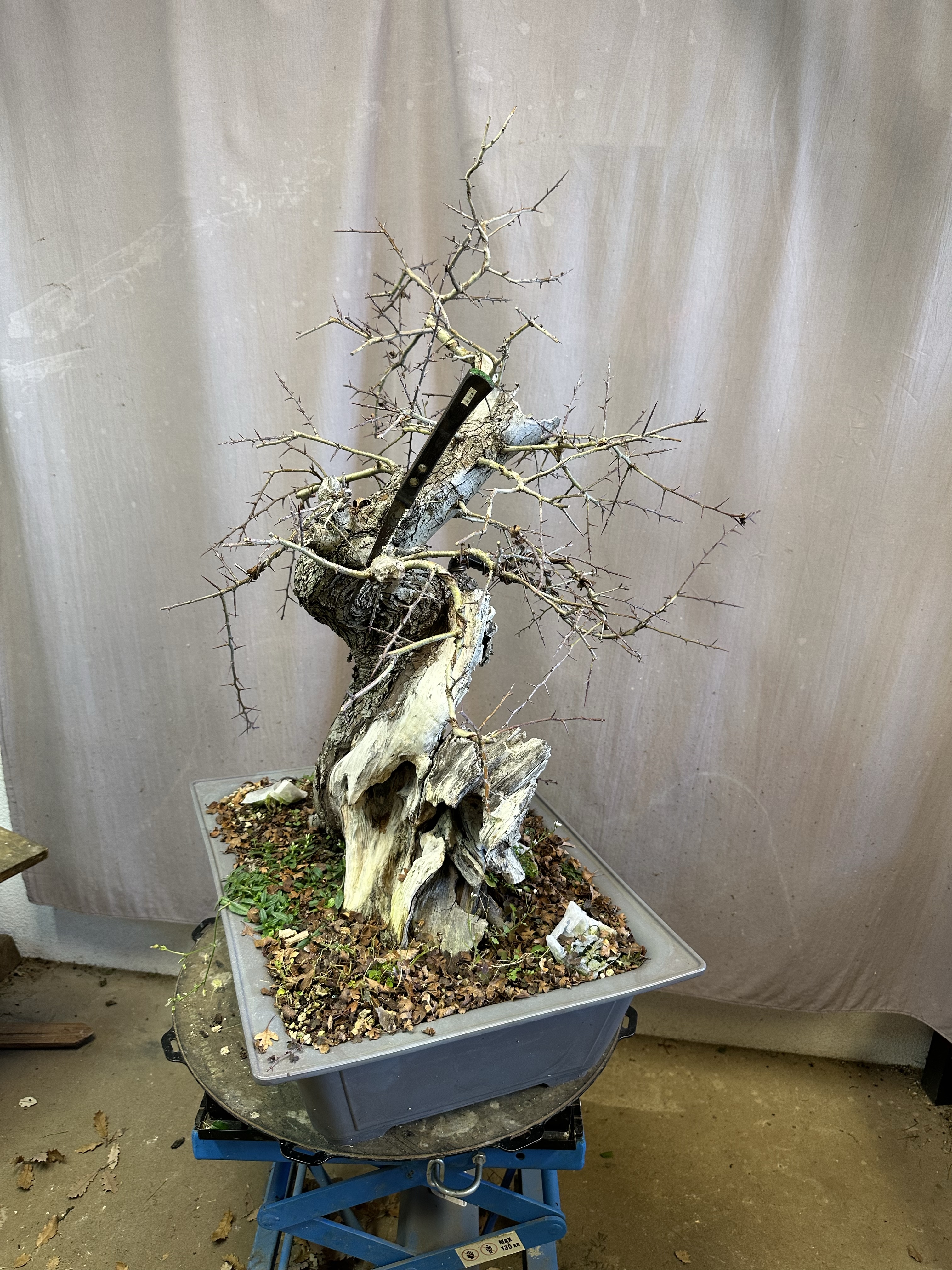 Biancospino toscano | Kitora no do